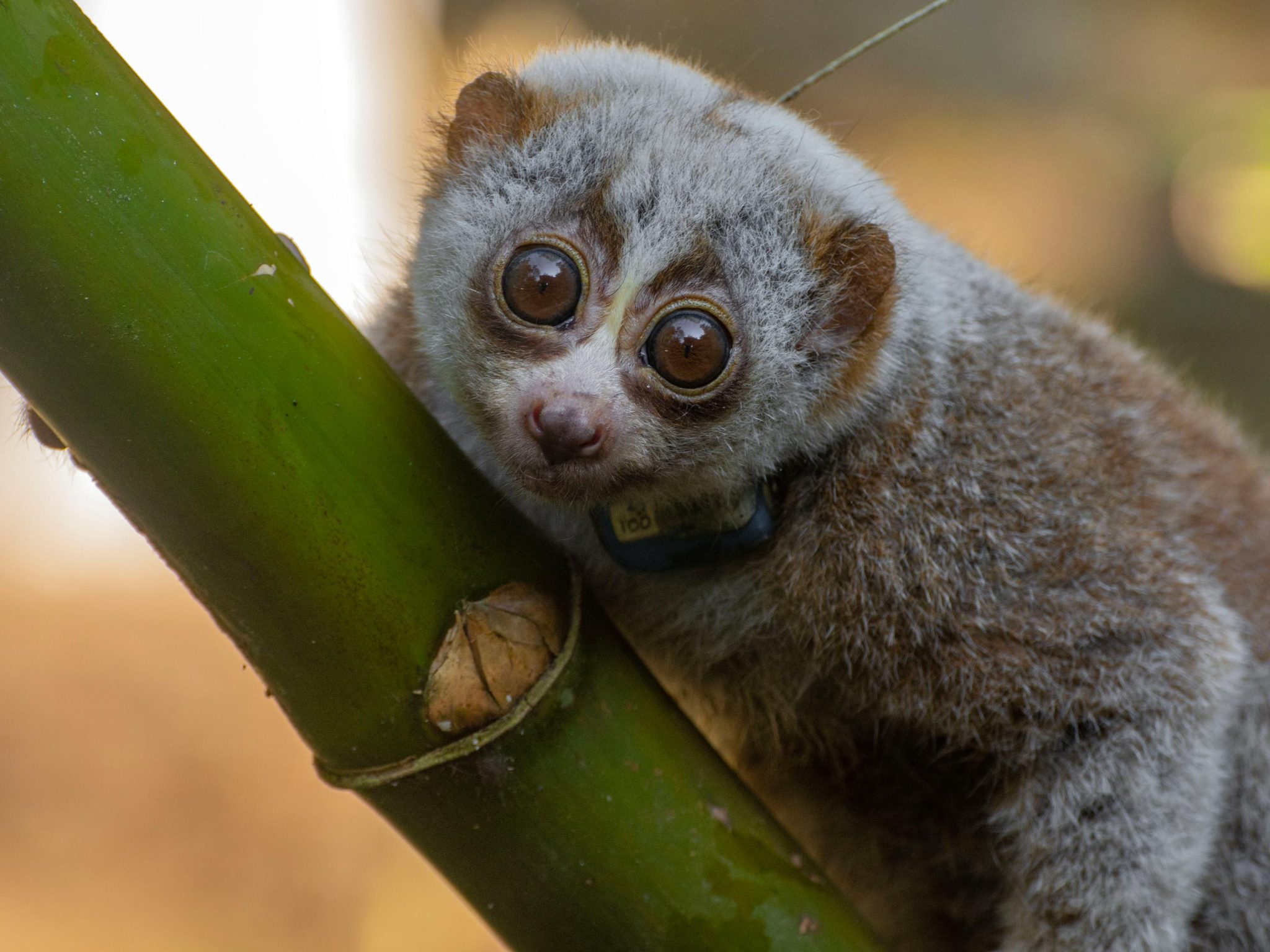 The Wild Becomes a “Death Trap” for Rescued Slow Lorises