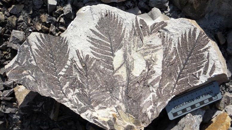Scientists Reconstruct Ancient Permian Ecosystem from Ash-Covered Plants