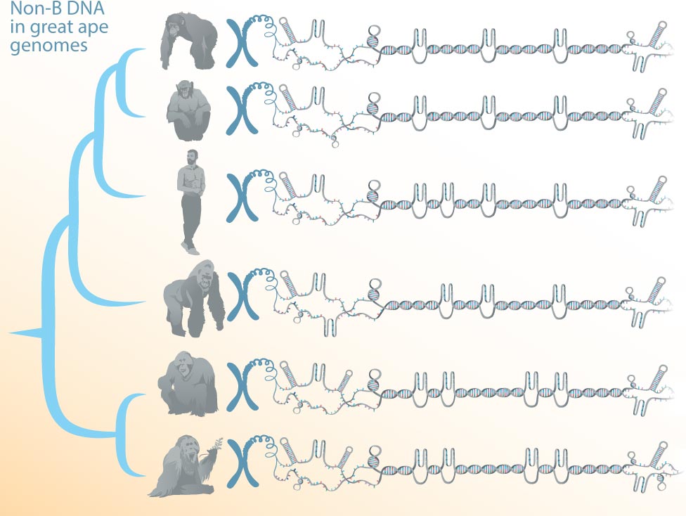 Beyond the Double Helix: Strange New DNA Structures Discovered in Ape ...