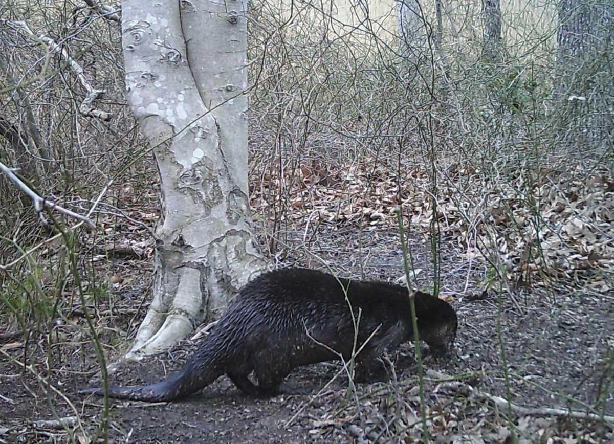 “Weird-Looking” Otter Poo Leads to a Surprising Ecological Discovery