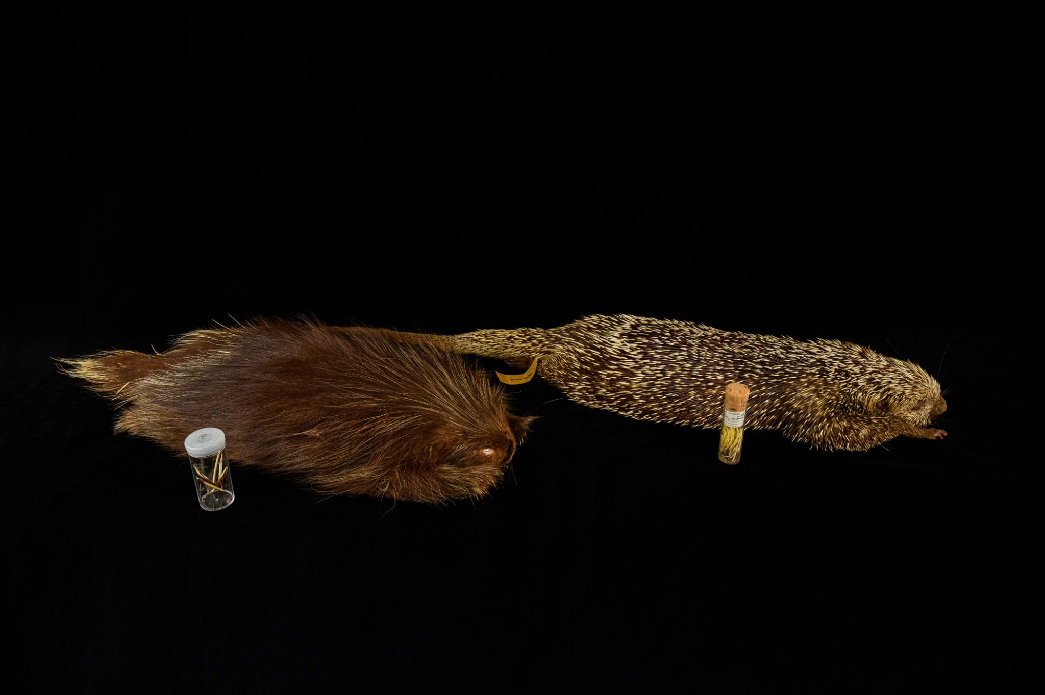 Ancient Porcupine Discovery Solves Evolutionary Mystery 10 Million ...