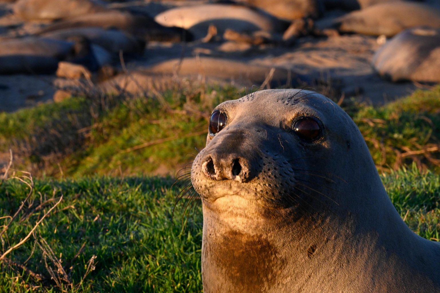 Deep-Sea Mysteries Unraveled: Elephant Seals Unlock the Secrets of the ...