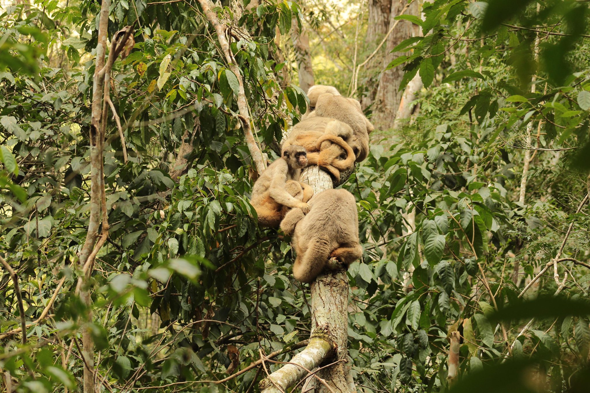 DNA From the Jungle Floor Reveals Mating Mysteries of Endangered Muriquis