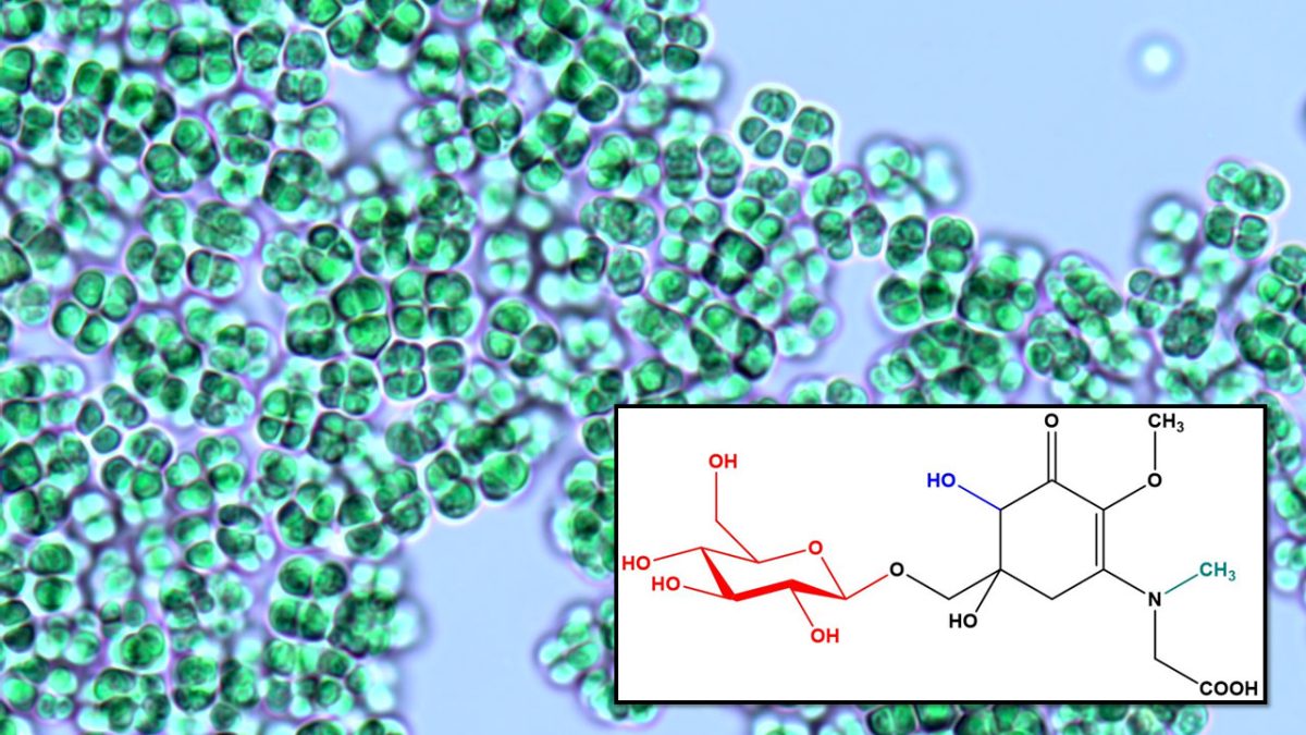 Scientists Uncover a Never-Before-Seen Natural Sunscreen Molecule