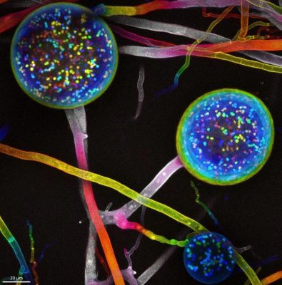 Plants Control the Genetics of Microbes With Which They Live in Symbiosis