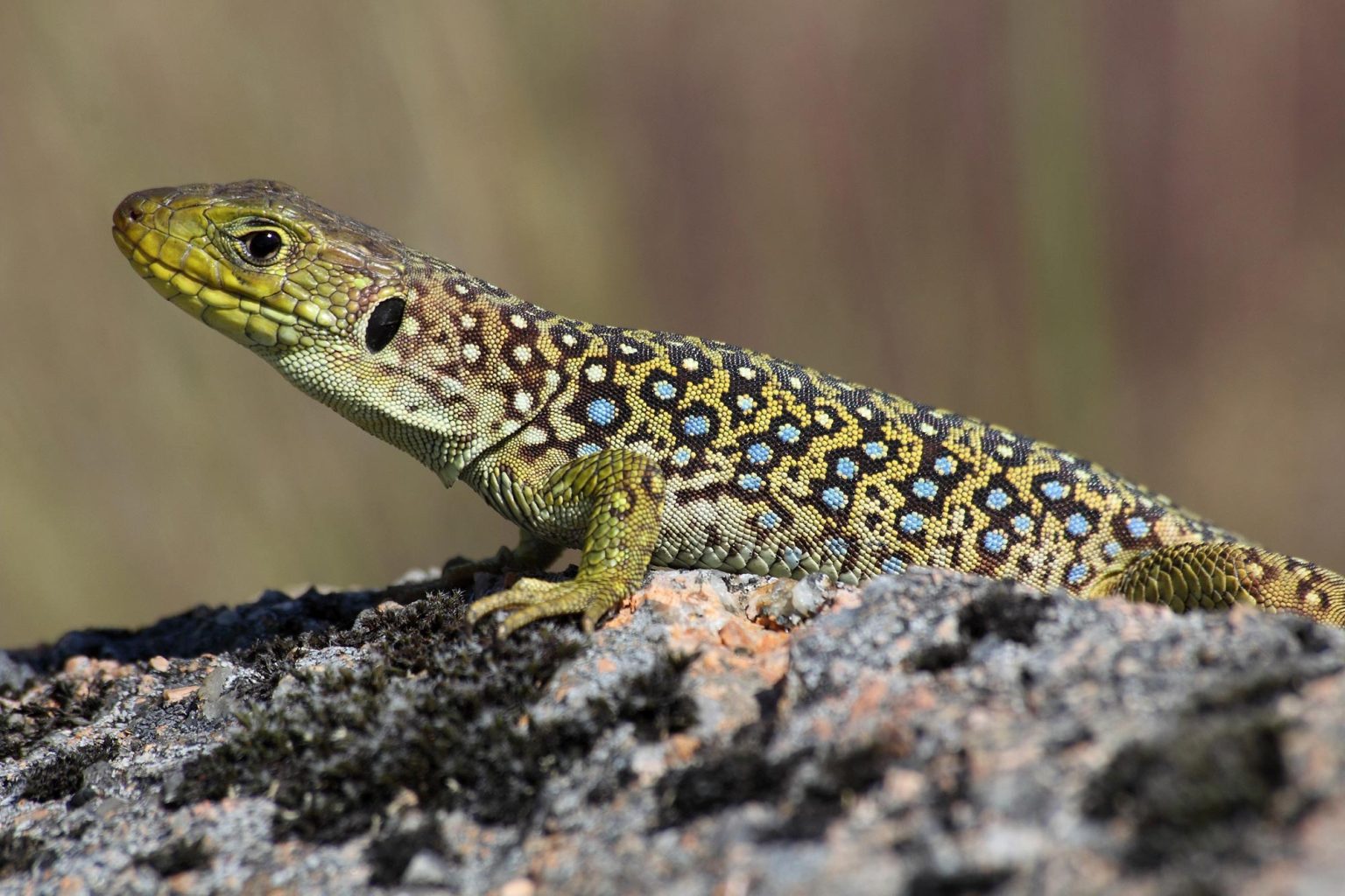 Secret of Lizard Camouflage: A Simple Mathematical Equation