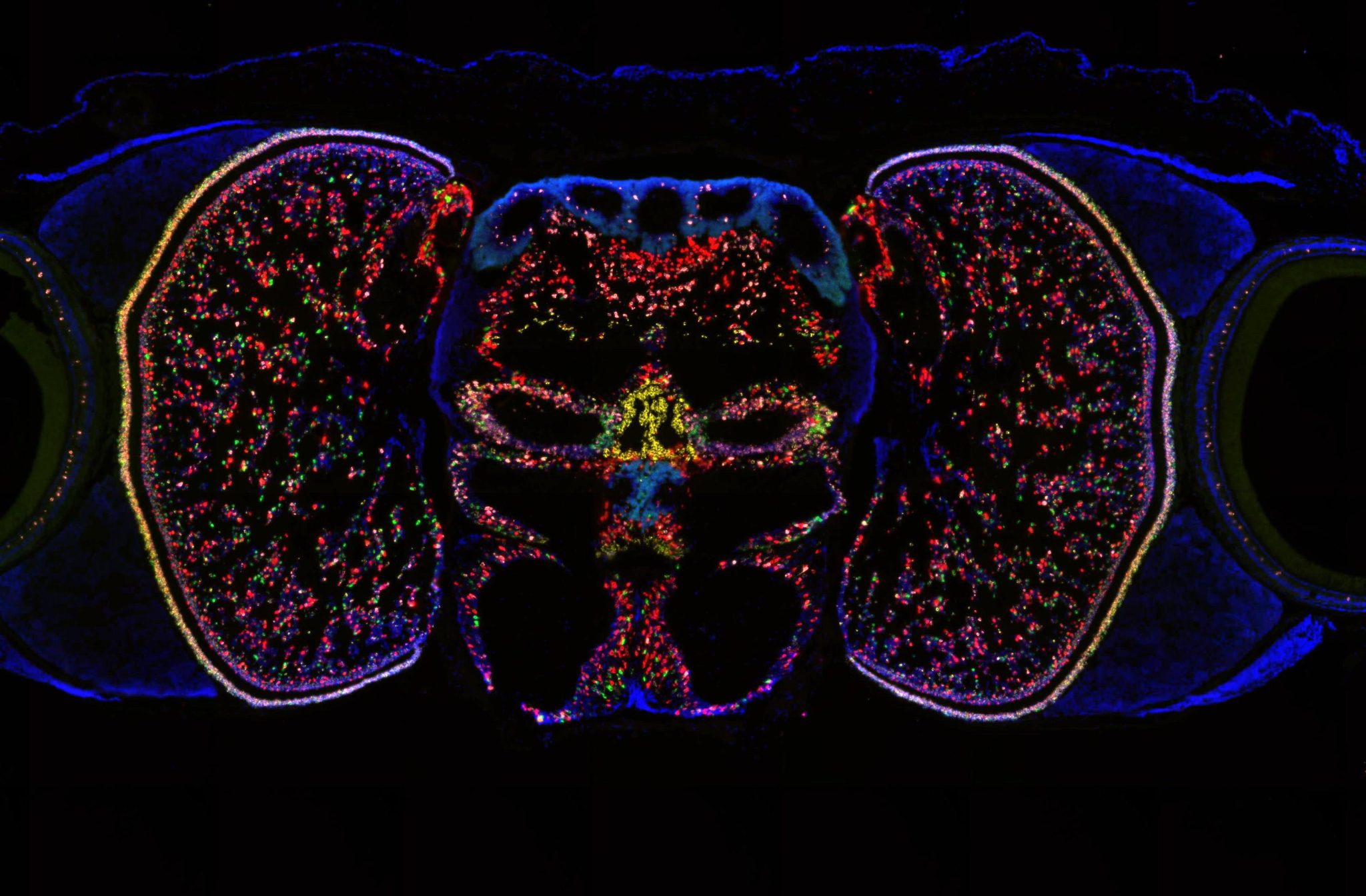New Clues to Brain Evolution From Map of the Octopus Visual System