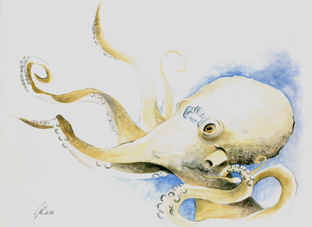 Remarkable Intelligence: Octopus and Human Brains Share the Same ...