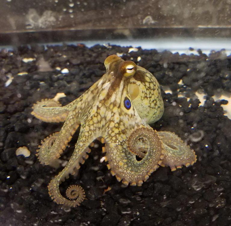 Octopus Arms Think for Themselves – Scientists Reveal How They Work
