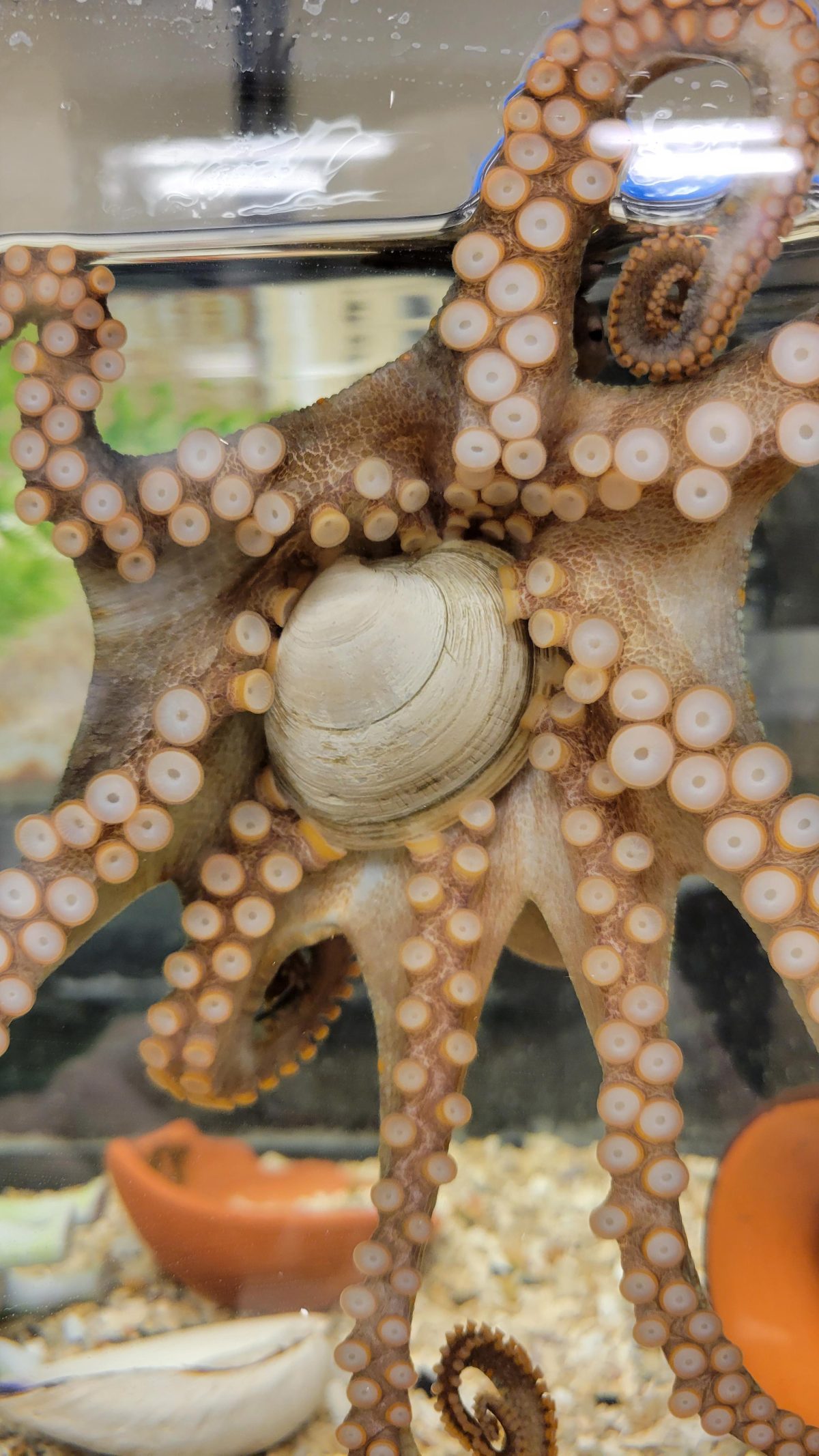 Octopus Arms Think for Themselves – Scientists Reveal How They Work