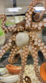 Octopus Arms Think for Themselves – Scientists Reveal How They Work