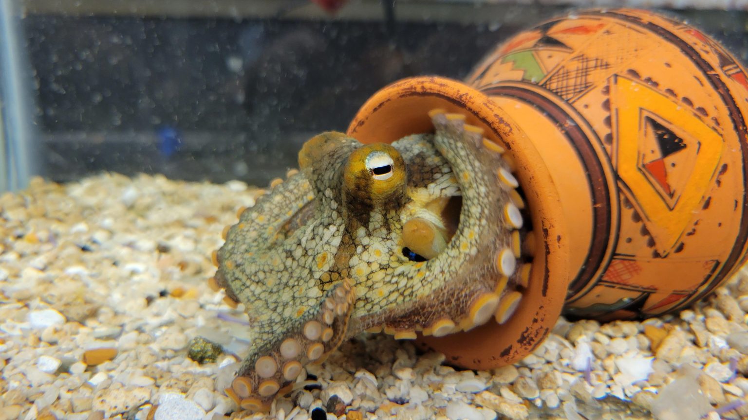Octopus Arms Think for Themselves – Scientists Reveal How They Work