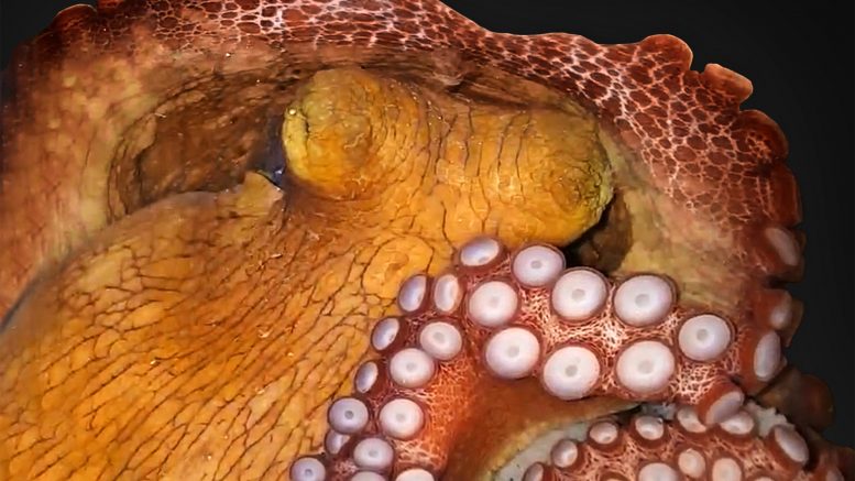 Remarkable Intelligence: Octopus and Human Brains Share the Same ...