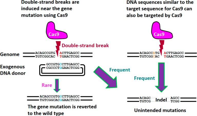 A Breakthrough in Genome Editing: How NICER Outperforms CRISPR/Cas9