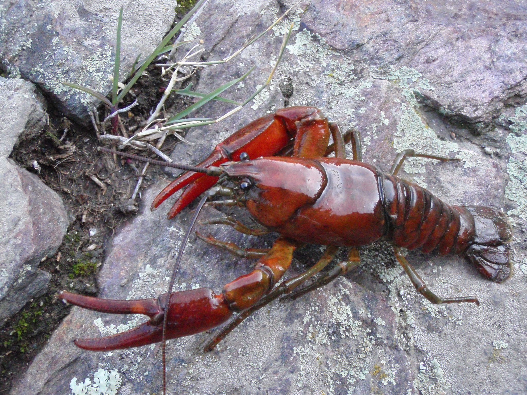Scientists Discover 2 New Species of Crayfish Hiding in Plain Sight