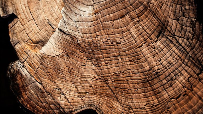 1,000-Plus Years of Tree Rings Confirm Unprecedented Nature of 2021 ...