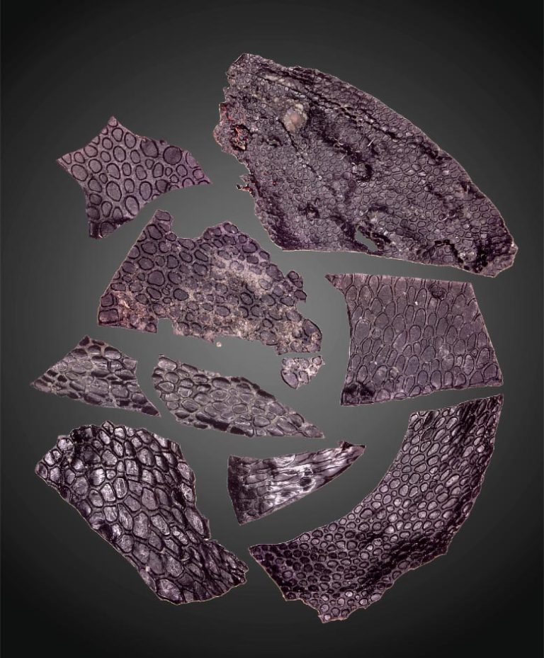 Earliest Known Skin Fossil Shocks Paleontologists – “Unlike Anything We ...