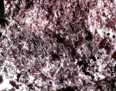 Diverse Life Forms Evolved 3.75 Billion Years Ago – Challenging the ...