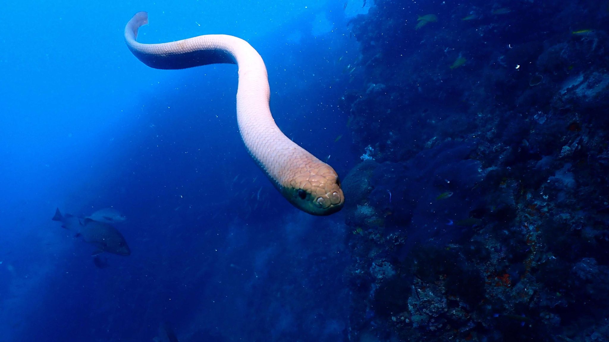 Mating Season Mishaps? Unprovoked Attacks by Venomous Olive Sea Snakes ...
