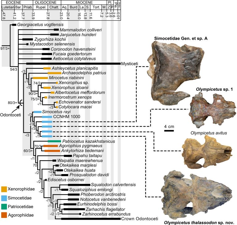 Swimming With Ancient Giants: Earliest Ancestors of Today’s Dolphins ...