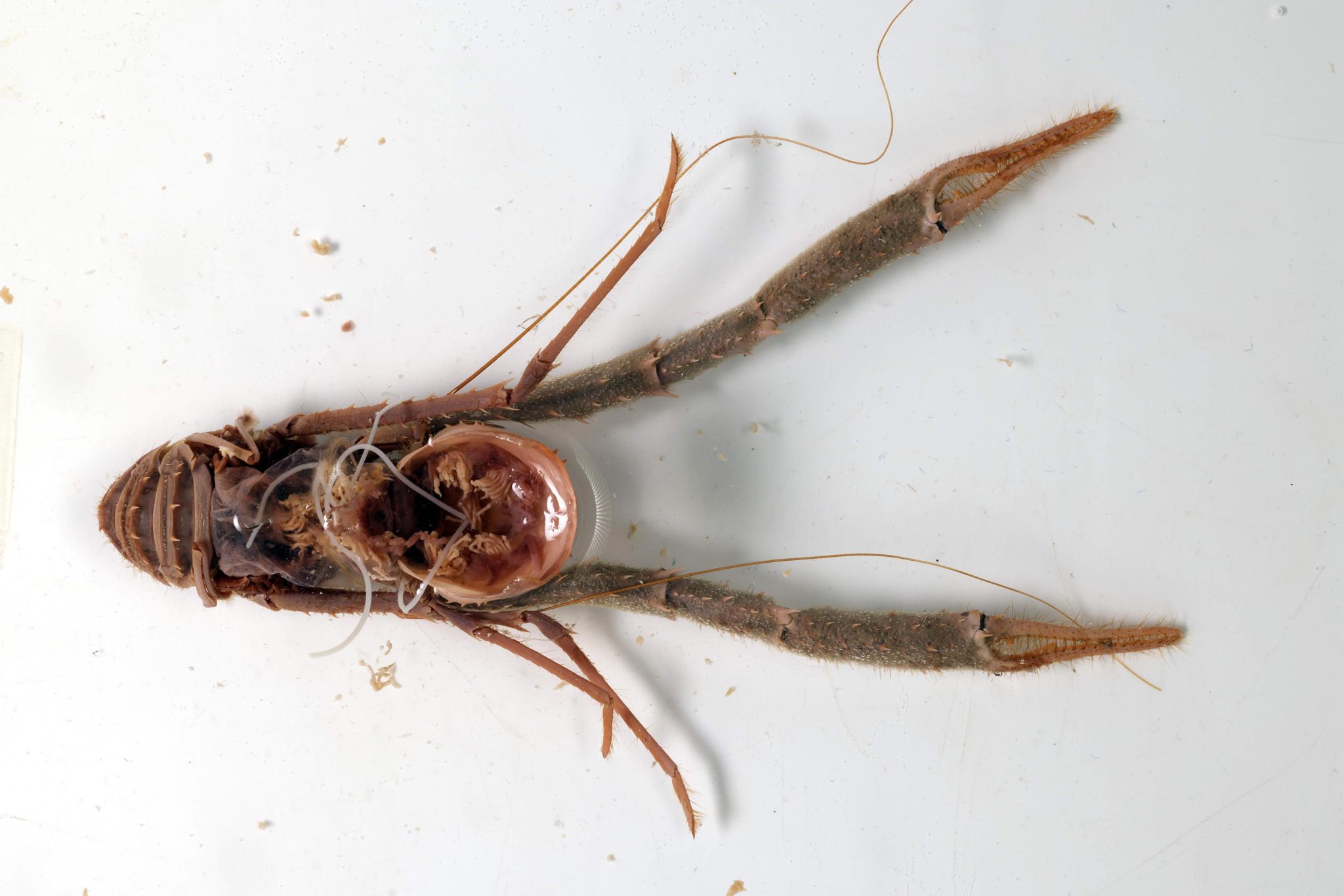 Bizarre “Mind Controlling” Parasitic Hairworms Are Missing Genes Found ...