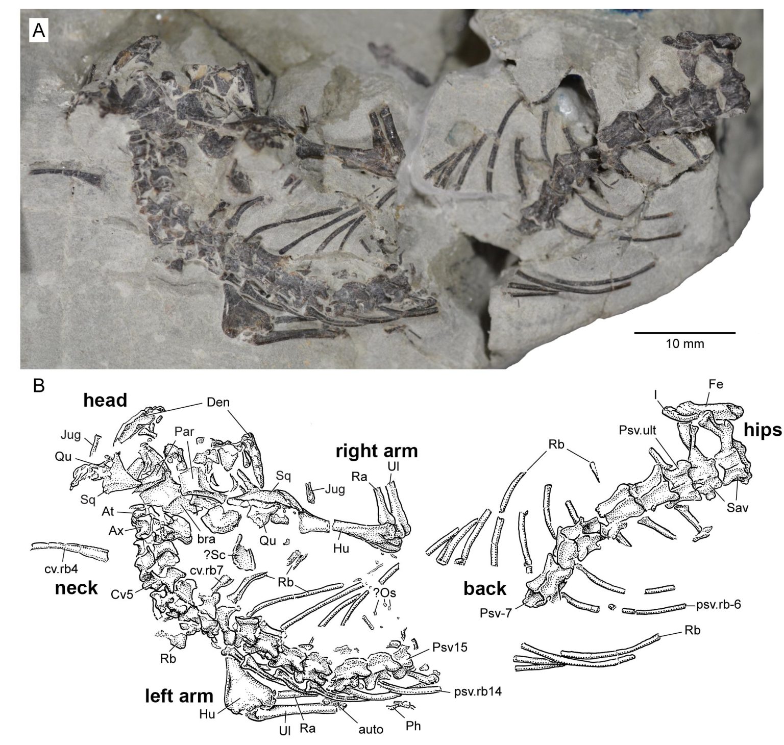 Extinct Prehistoric Reptile That Lived Among Dinosaurs Discovered by ...