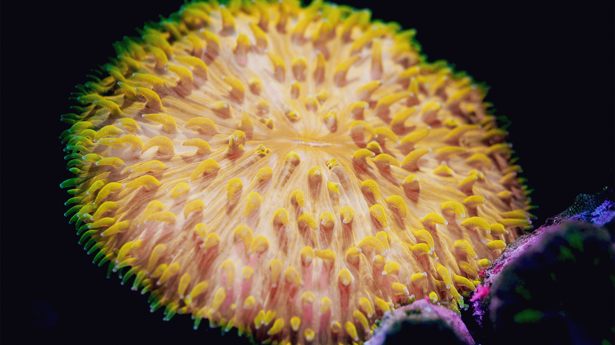 Breaking the Rules: Free-Living Coral Stuns Scientists by “Swimming ...