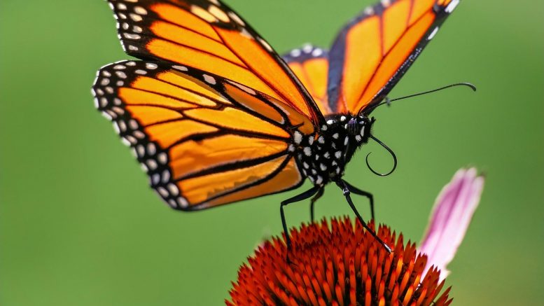 Monarch Butterfly Migration: The Secret Power of White Spots