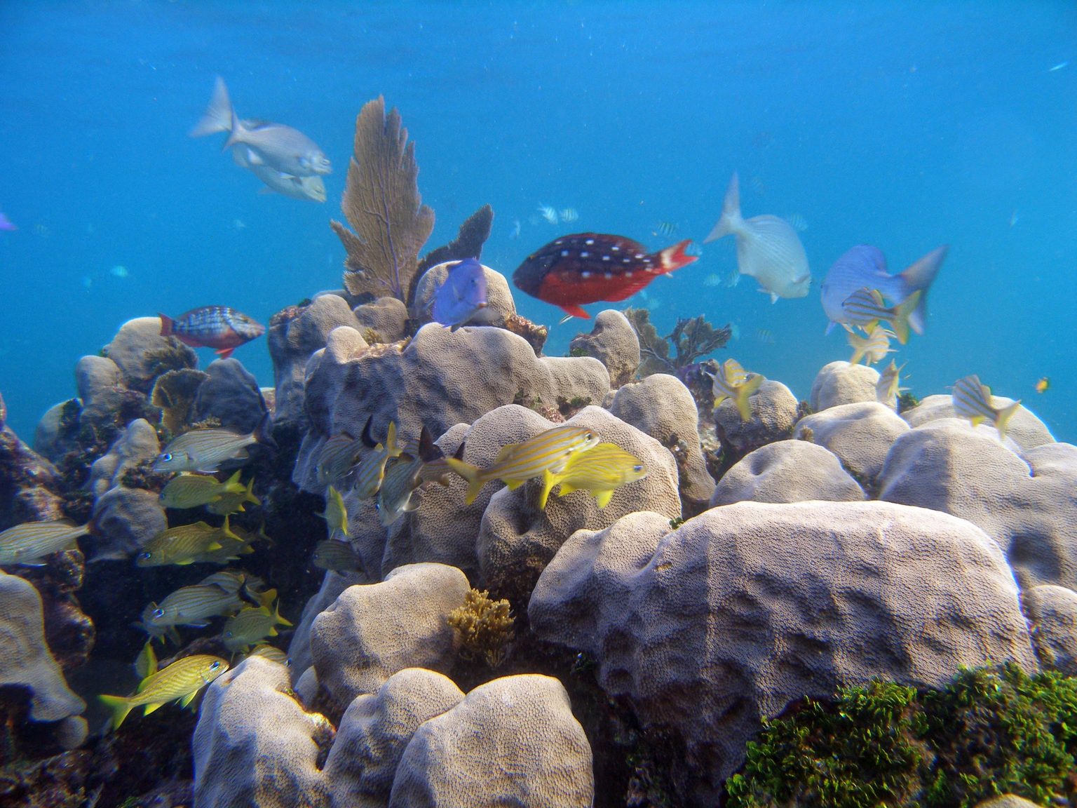 Coral Microbiome (Bacteria, Fungi and Viruses) Is Key to Surviving ...