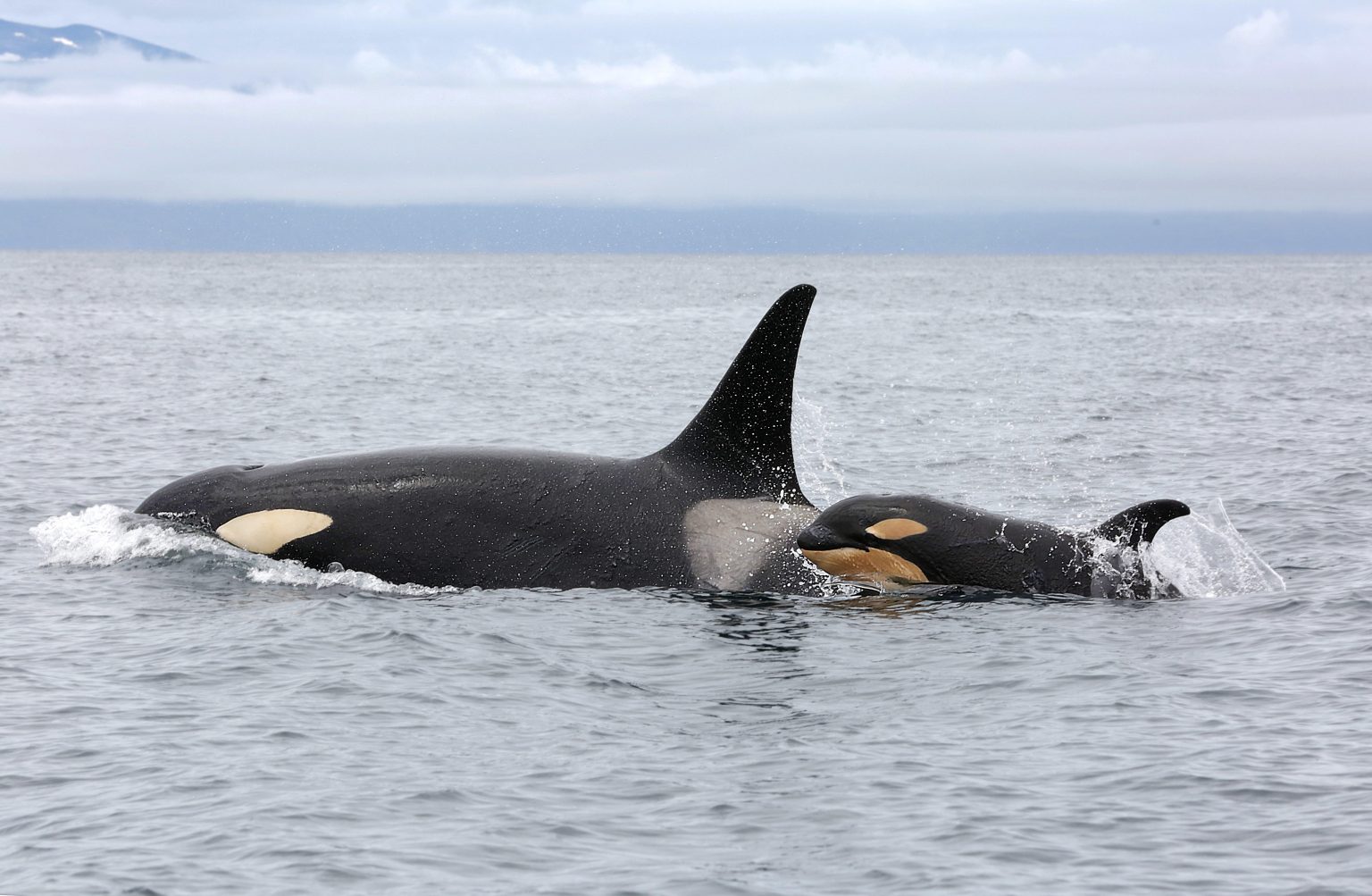 Ancient Orca Oasis: Scientists Discover 20,000 Years Old Refugium in ...