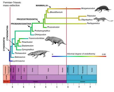 Switch to Warm-Bloodedness Triggered by World’s Greatest Mass Extinction