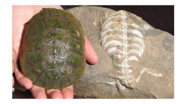 Painted Turtle Genome Reveals Clues to Extraordinary Adaptations