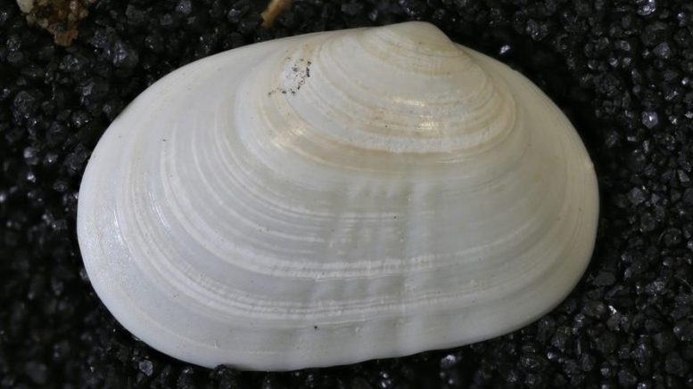 Neandertals Dove Underwater to Collect Clam Shells to Use as Tools