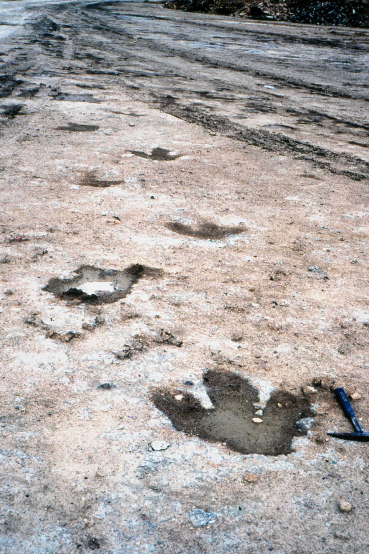 Giant Megalosaurus Tracks Found in Stunning Discovery of Ancient ...