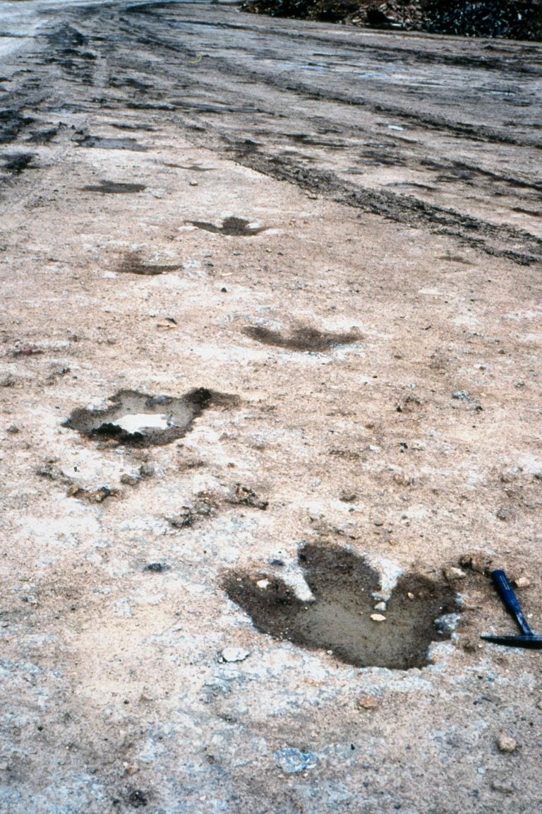 Giant Megalosaurus Tracks Found in Stunning Discovery of Ancient ...