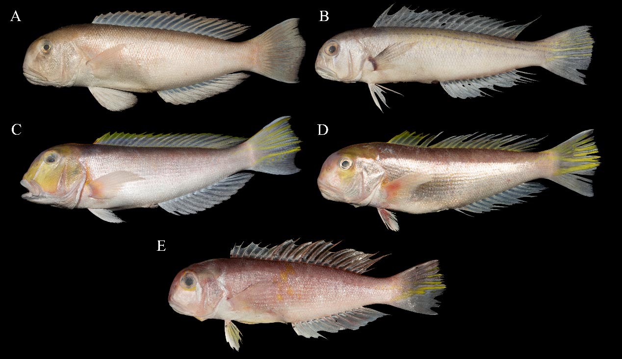 Named After an Anime Character: Researchers Discover New Deep-Sea Fish ...