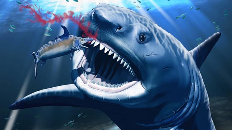 New Evidence Reveals That Megalodons Were Even More Terrifying and ...