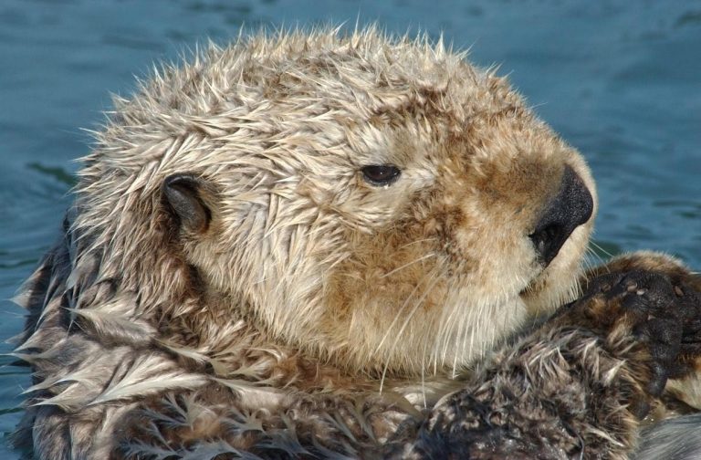 Thermogenic Leaking: How Otters’ Muscles Enable Their Cold, Aquatic Life