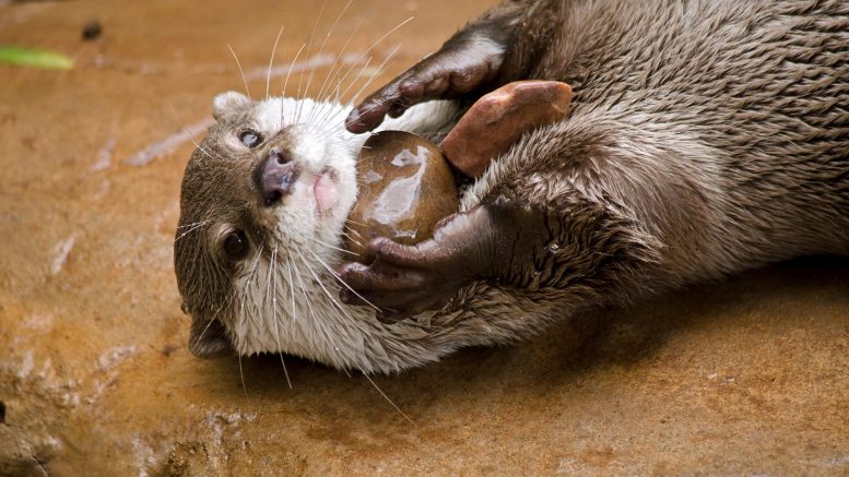 Thermogenic Leaking: How Otters’ Muscles Enable Their Cold, Aquatic Life