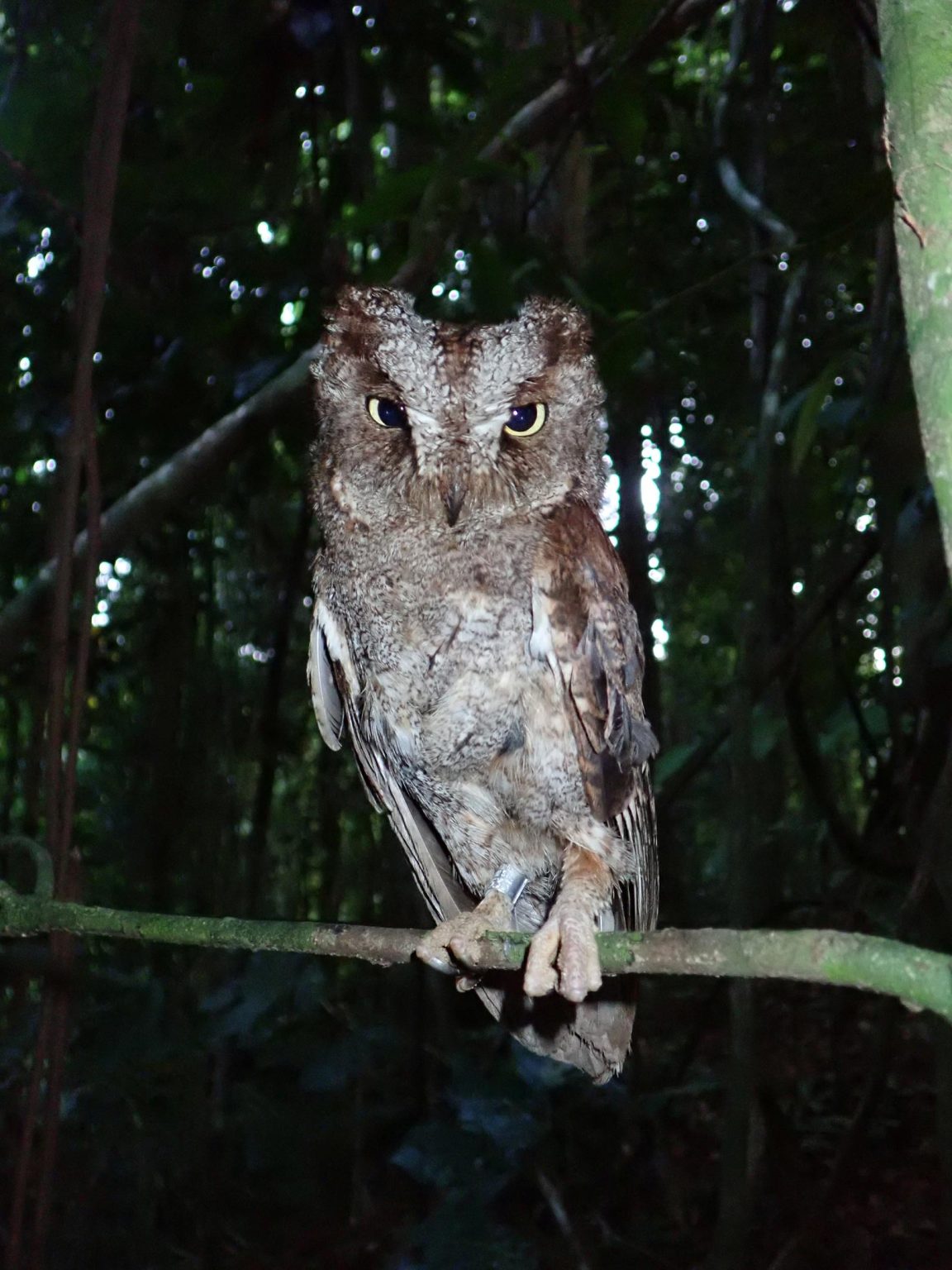 Highly Threatened New Species of Owl Discovered in the Rainforests of ...