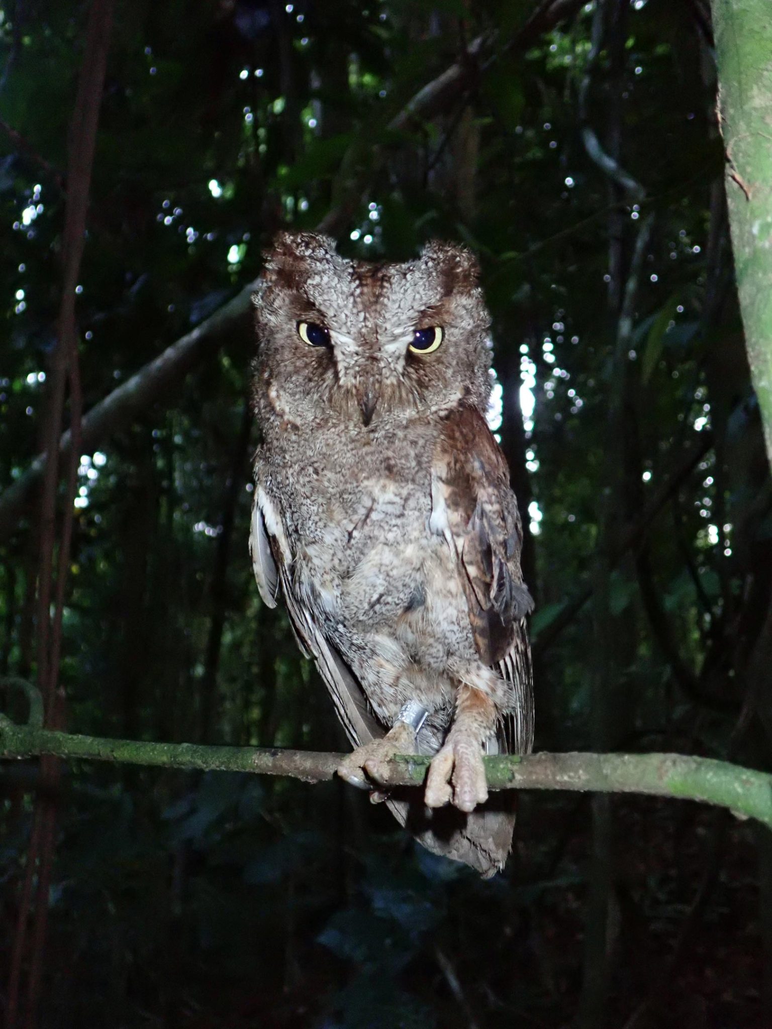 Highly Threatened New Species of Owl Discovered in the Rainforests of Príncipe Island, Central ...