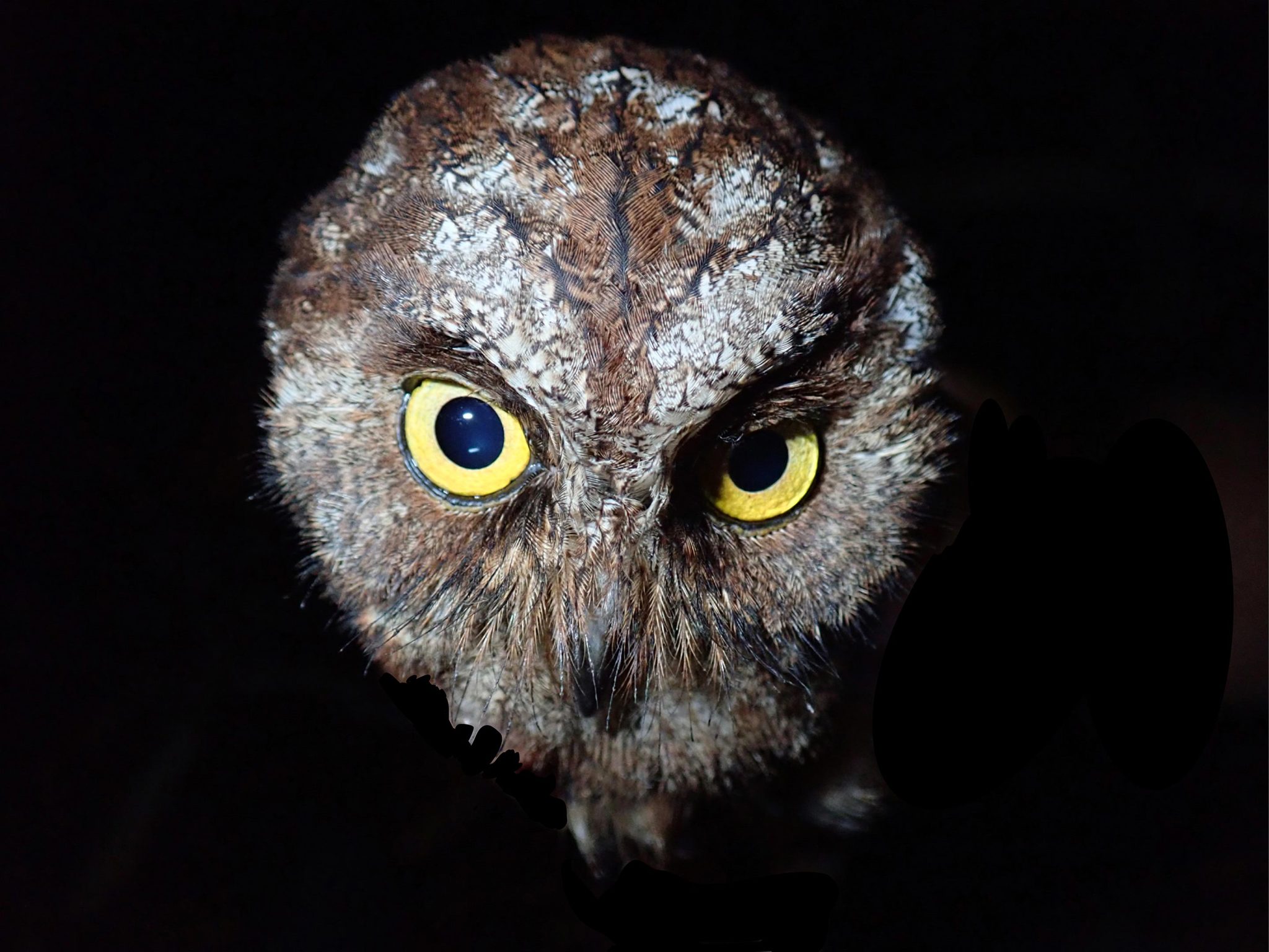 Highly Threatened New Species of Owl Discovered in the Rainforests of Príncipe Island, Central ...