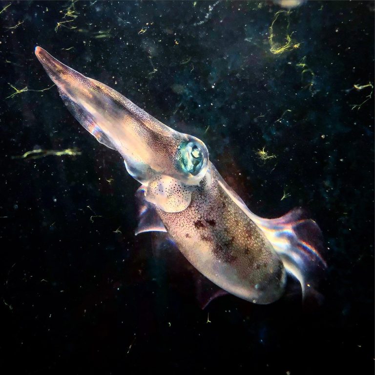 Amazing Video Captures Squid Using Color-Matching Camouflage for the ...