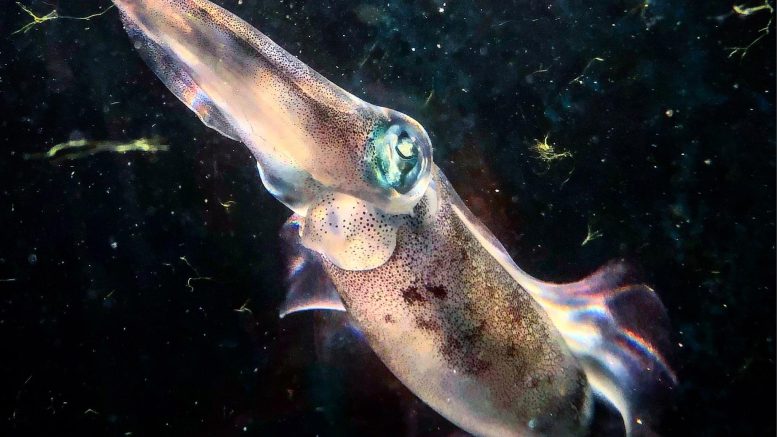 Complexity of Squid Brains Approach That of Dogs