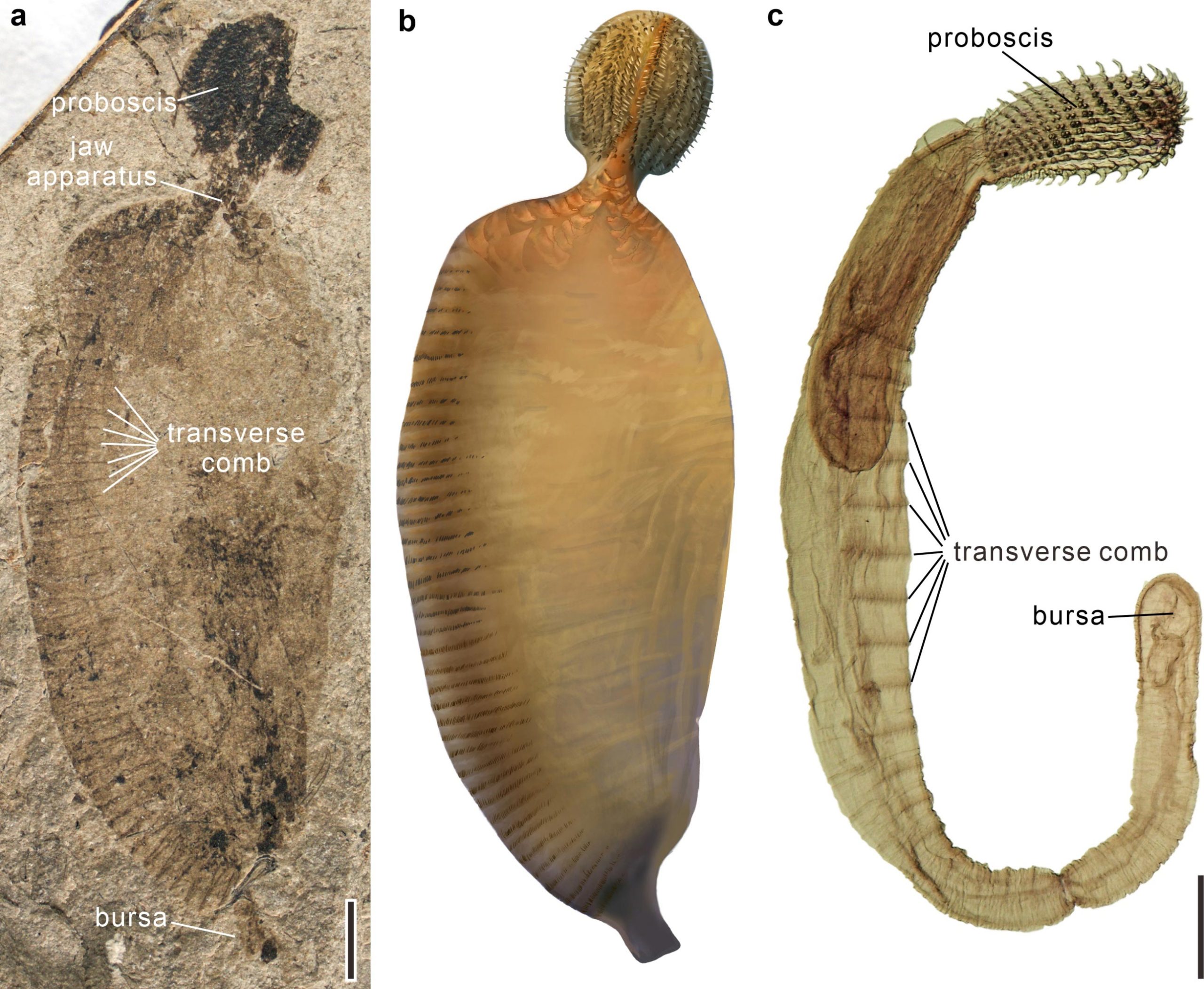 Mystery Solved? 160-Million-Year-Old Fossil Reveals Origins of Thorny ...