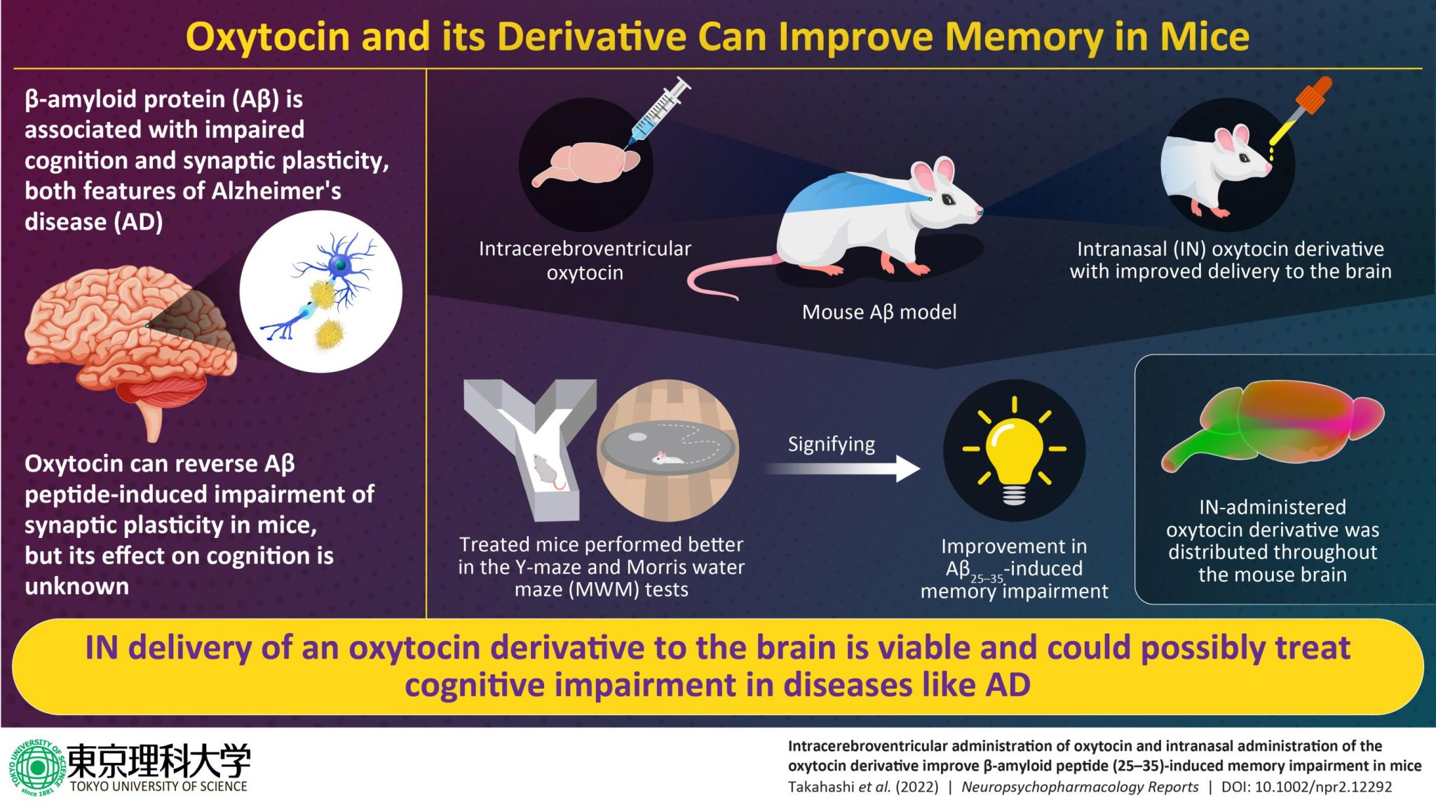 Derivative of “Love Hormone” Oxytocin Reverses Cognitive Impairment in ...