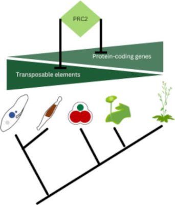 “A Profound Change in Paradigm” – Scientists Uncover New Origin Story ...
