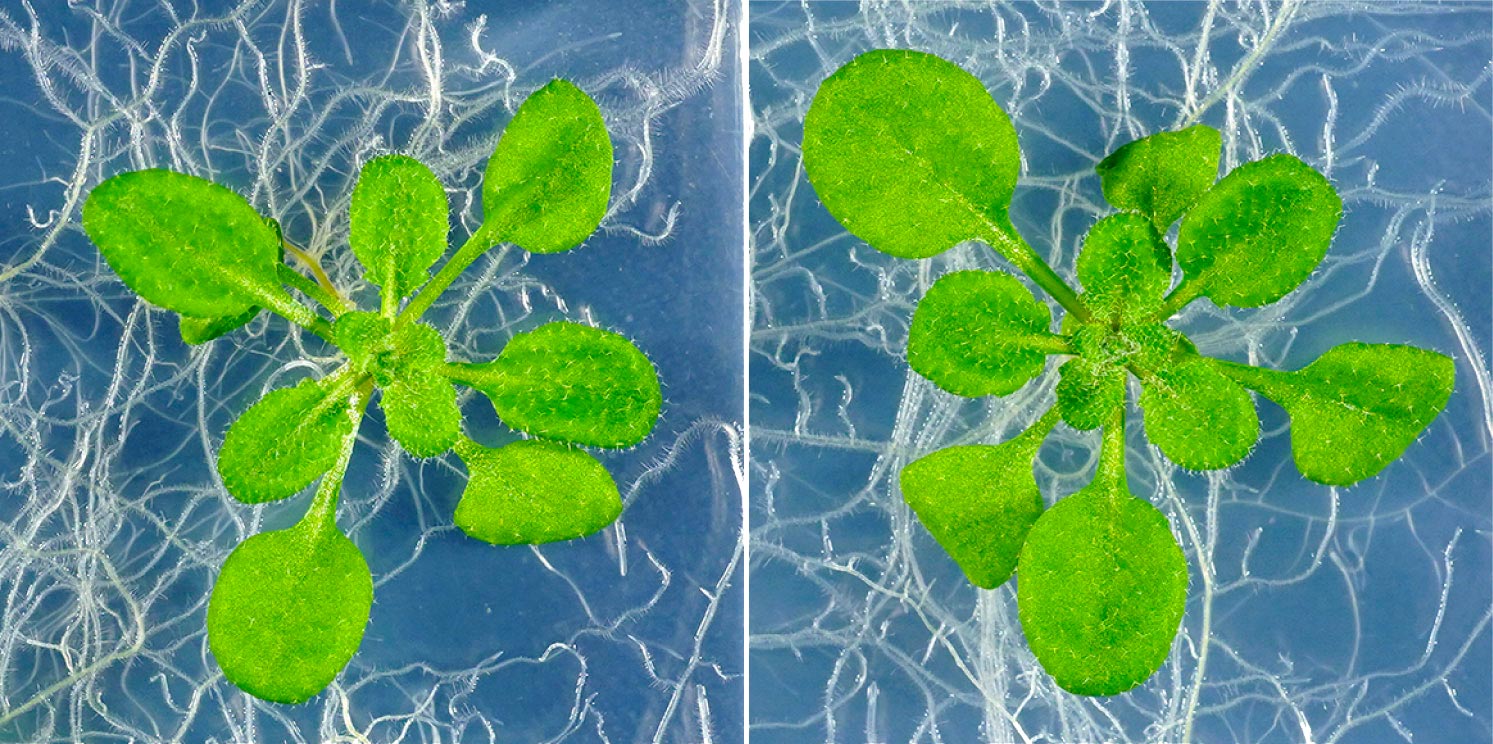 Increased Crop Yields Could Result From Plant Hormone Breakthrough