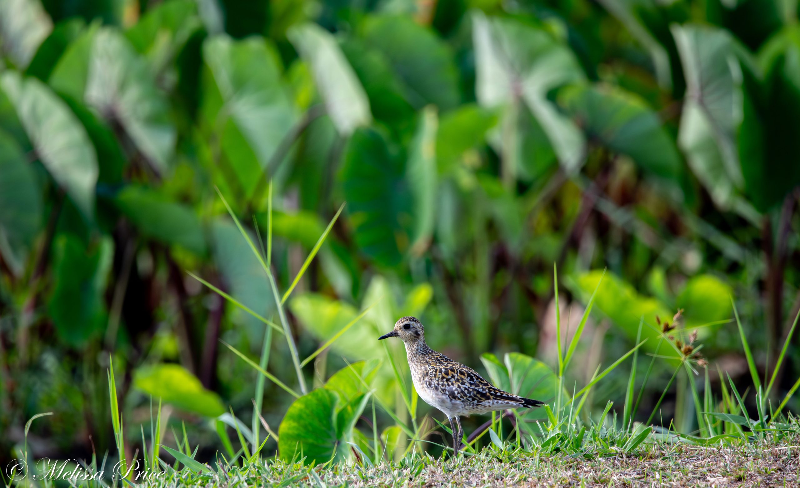 New Study Debunks 50-Year Myth About Hawaiʻi’s Native Bird Extinctions