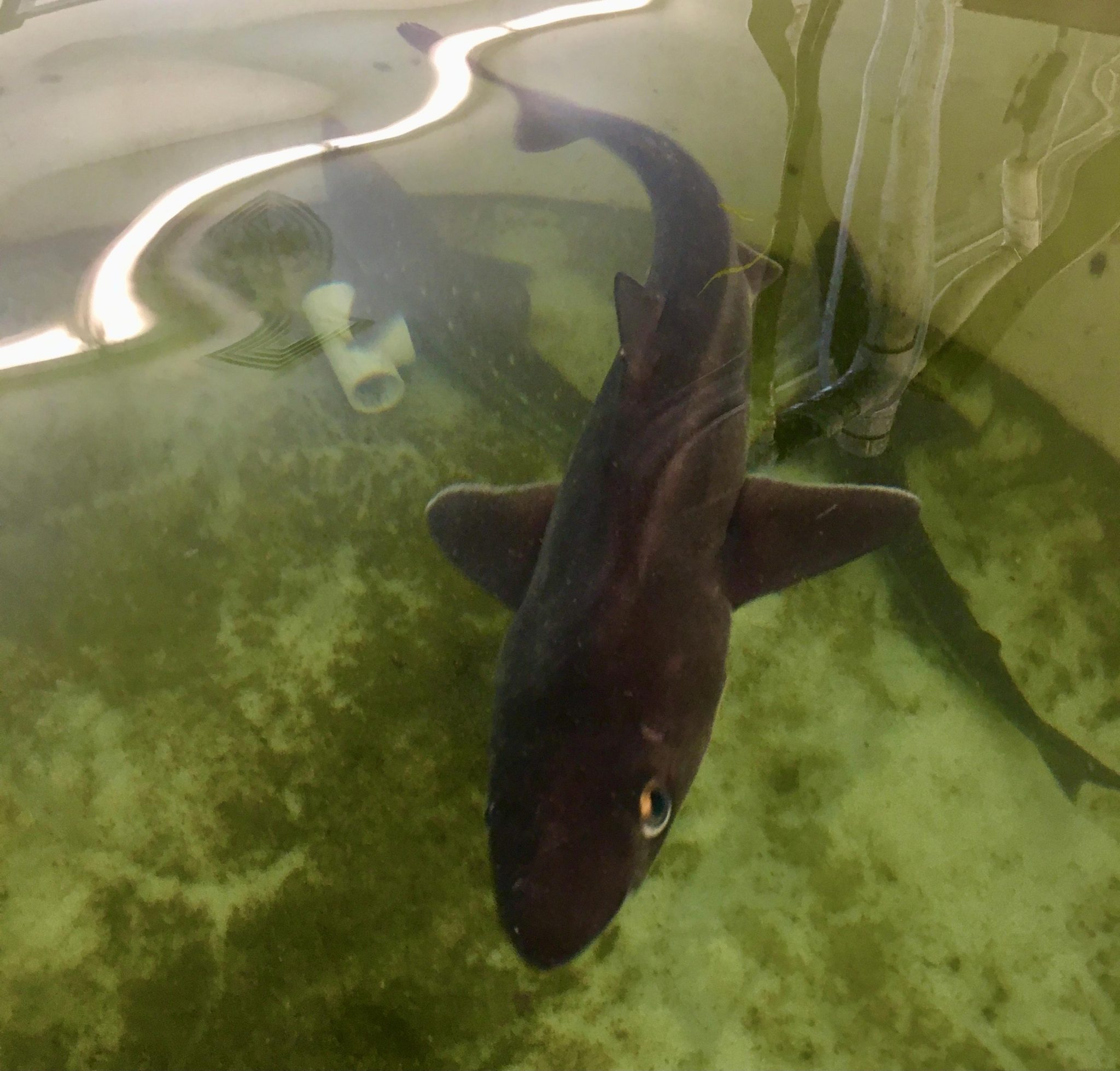 Amazing New 3D Images of Shark Intestines Show They Function Like ...